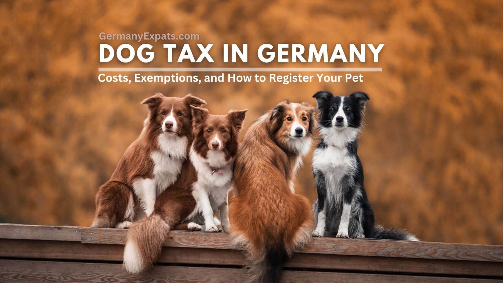 Dog Tax In Germany Exposed: Costs, Exemptions, And How To Register Your Pet